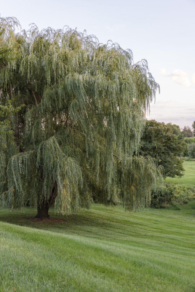 Exterior - Arched Manor